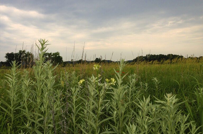 Kasota Prairie Scientific and Natural Area - Minnesota River Valley ...